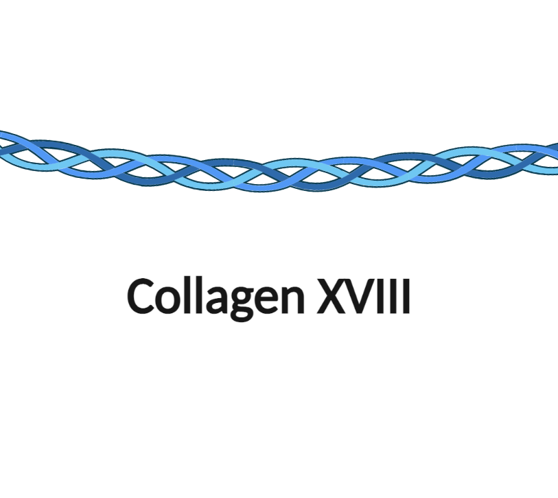 basement membraneBASE | Major basement membrane components - basement ...