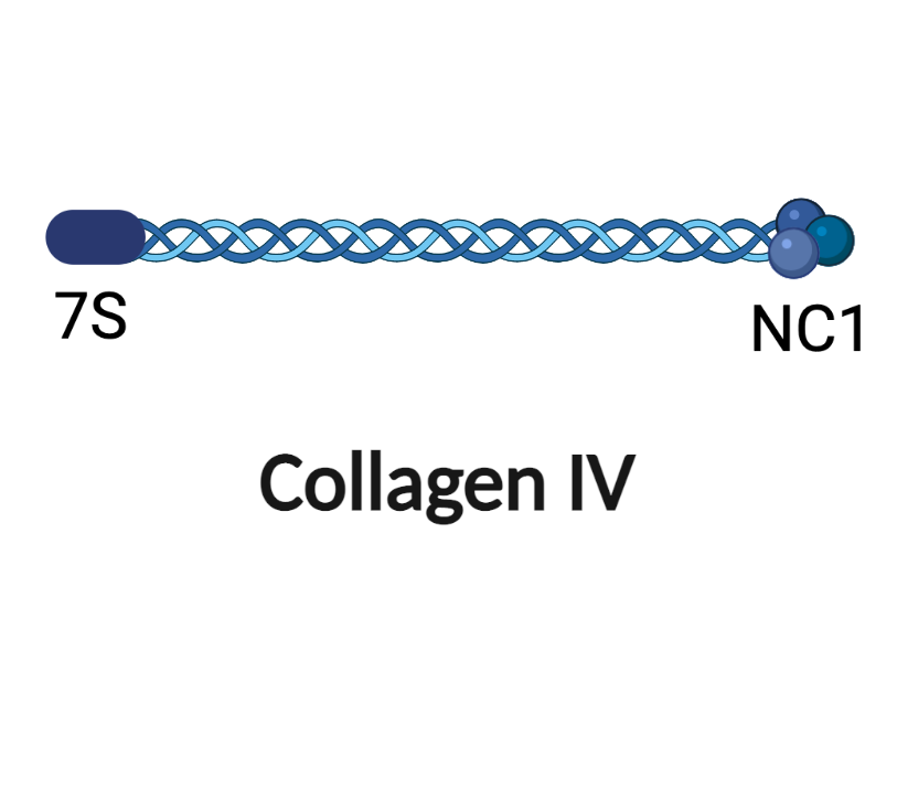 basement membraneBASE | Major basement membrane components - basement ...