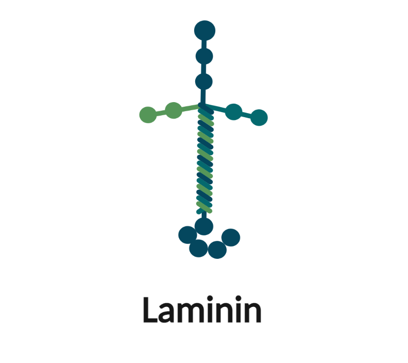 basement membraneBASE | Major basement membrane components - basement ...