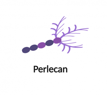 basement membraneBASE | Major basement membrane components - basement ...
